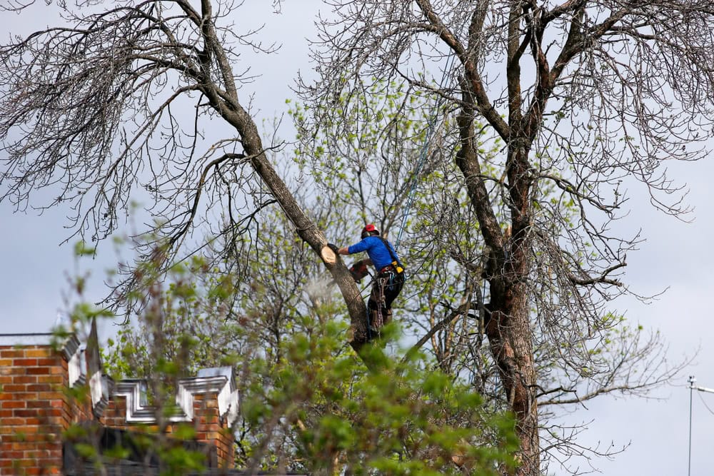 Emergency Tree Removal Indiana | Elite Clean Restoration